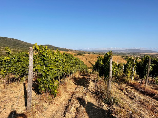 Marco Bacci: a visionary winemaker in Tuscany crafting wine under the ...